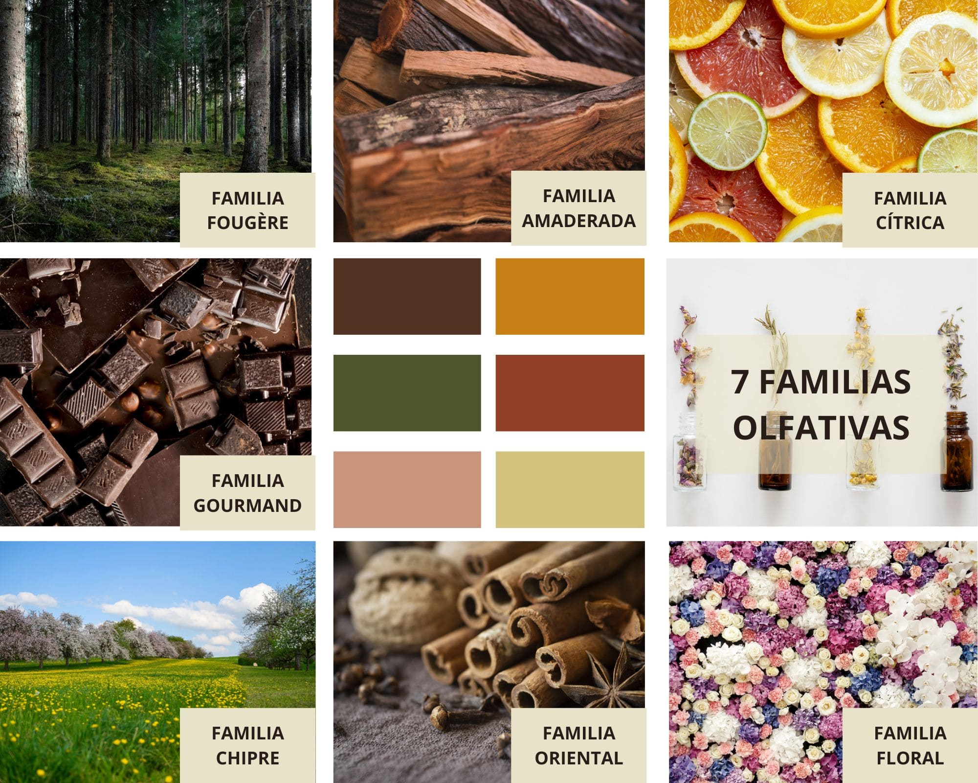 Descubre tu aroma perfecto: Una guía completa de las familias olfativa ...